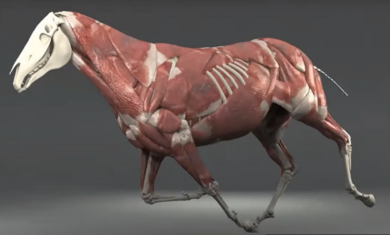 What is Rigging? – AnimSchool Blog